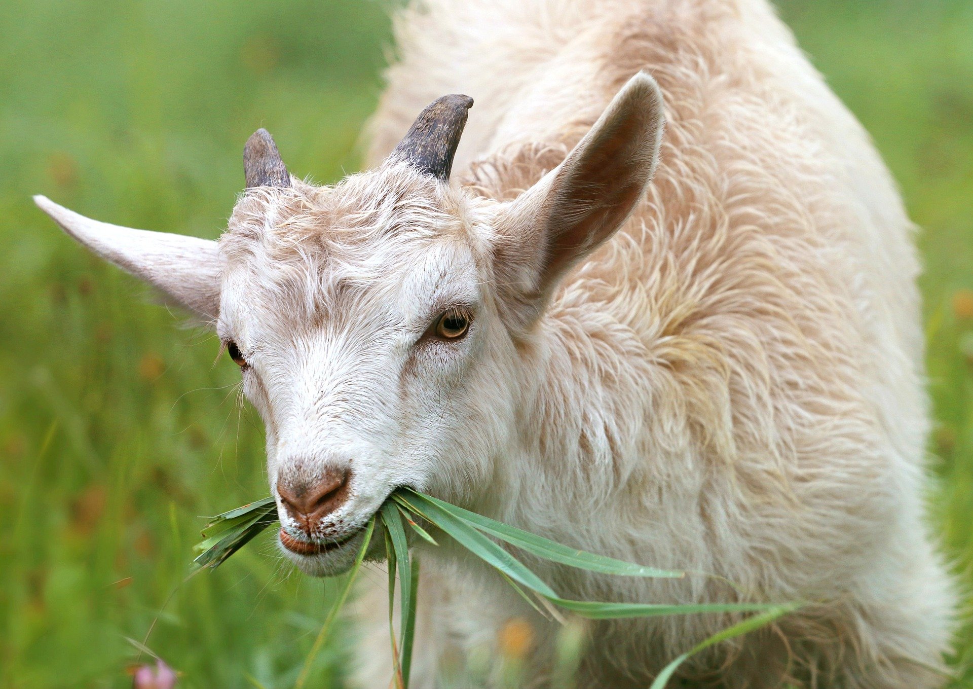 free-range-certification – CDG Standards