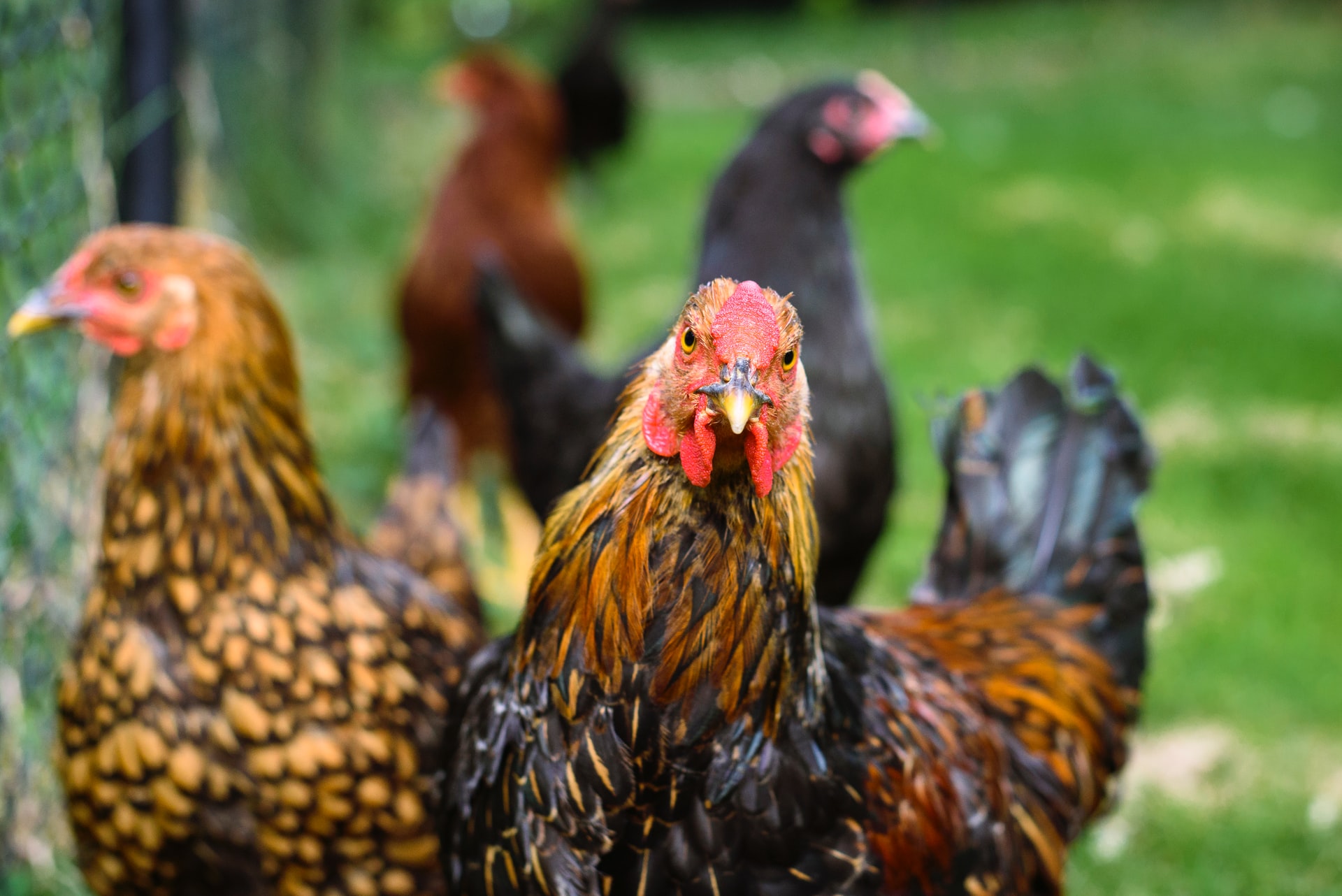 free-range-certification – CDG Standards