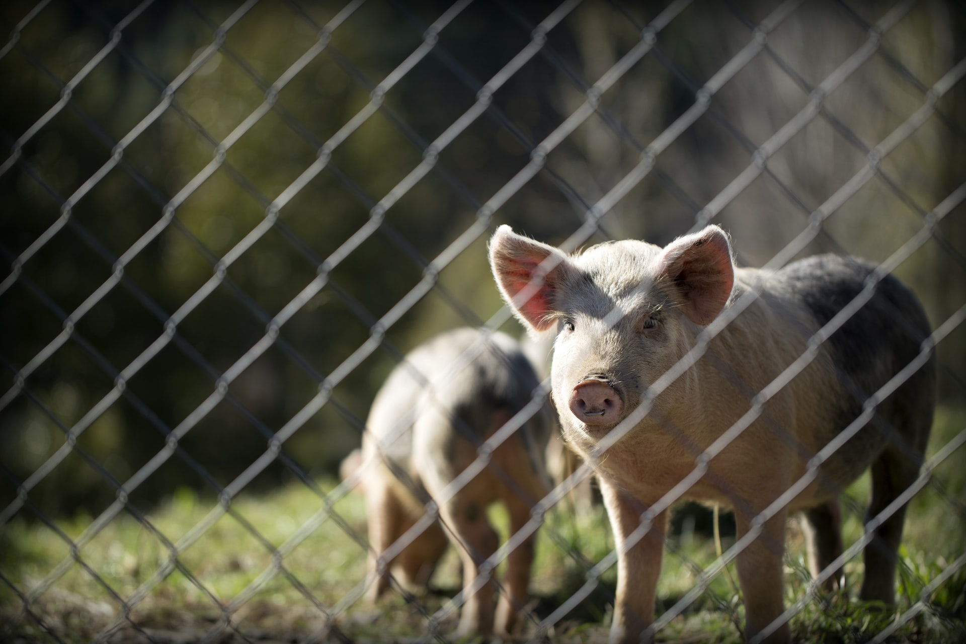 free-range-certification – CDG Standards